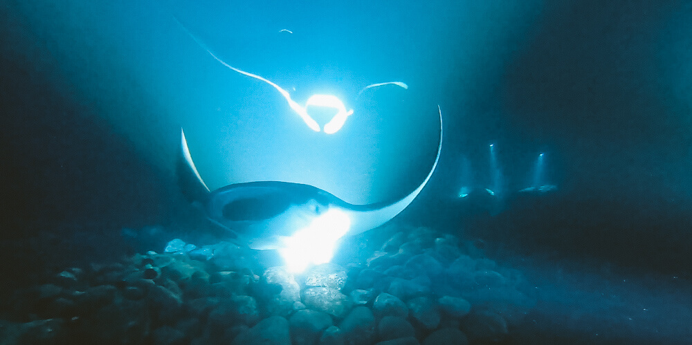 Diving with Manta Rays in Hawaii + Big Island Dive Guide
