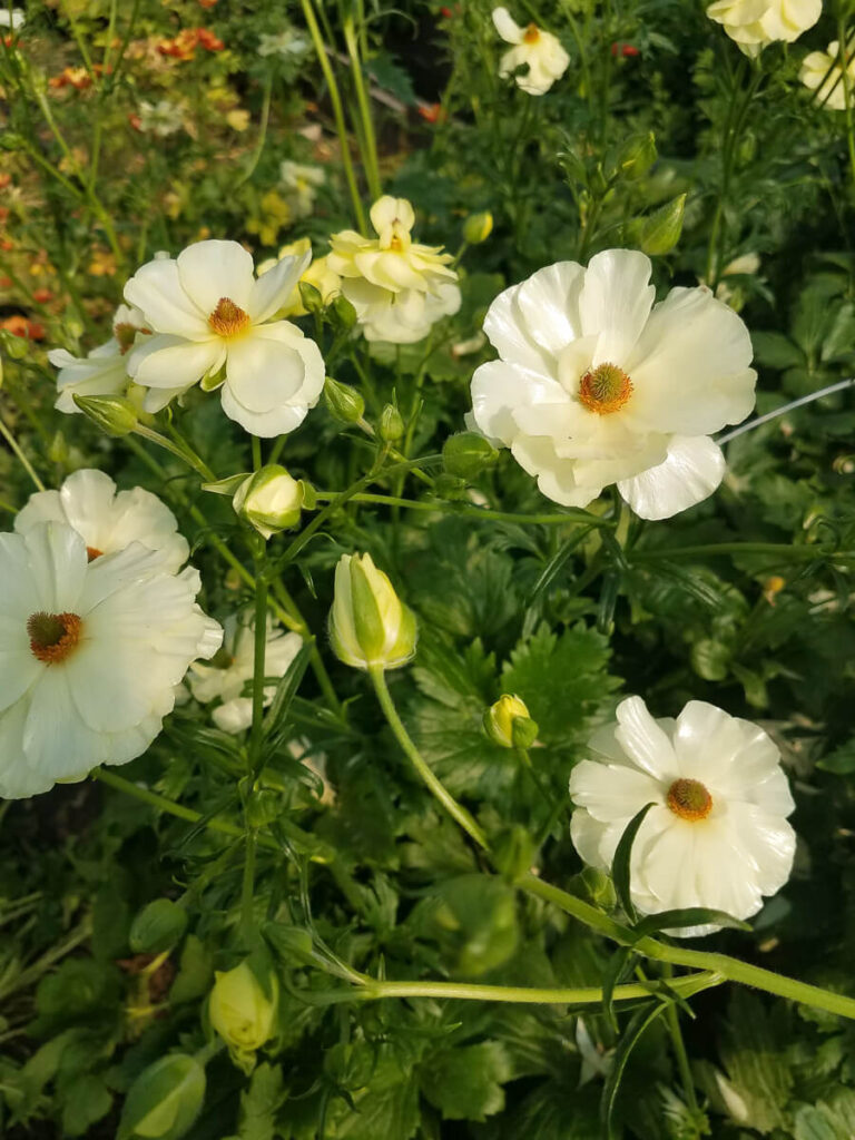 4 Reasons to Support Local Flowers + My Cheery Austin Flower Farm Tour